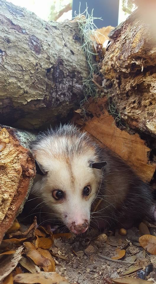 Blind Rescue Opossum Loves To Snuggle