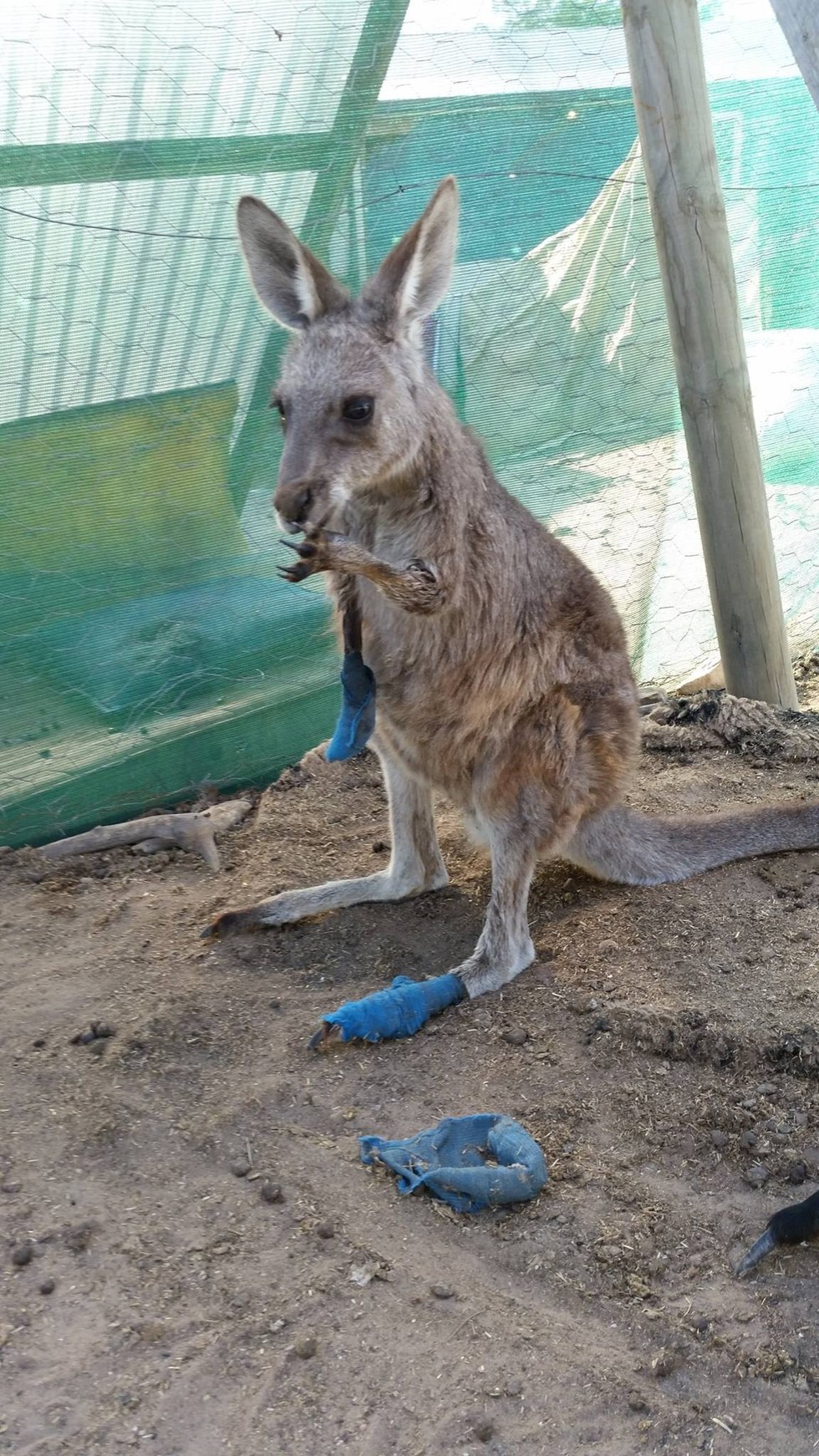 Australia Wildfires: Hundreds Of Injured Kangaroos Rescued