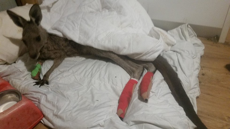 Australia Wildfires: Hundreds Of Injured Kangaroos Rescued