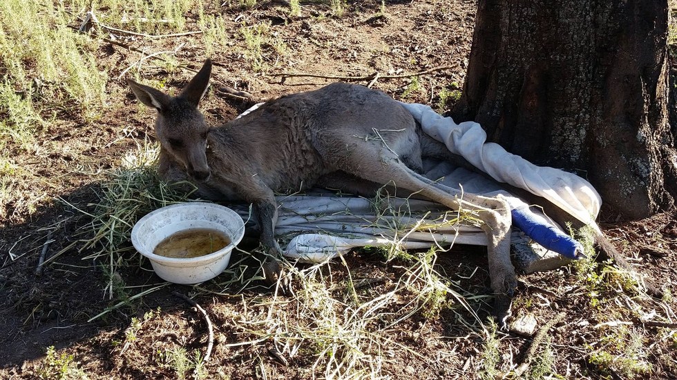 Australia Wildfires: Hundreds Of Injured Kangaroos Rescued
