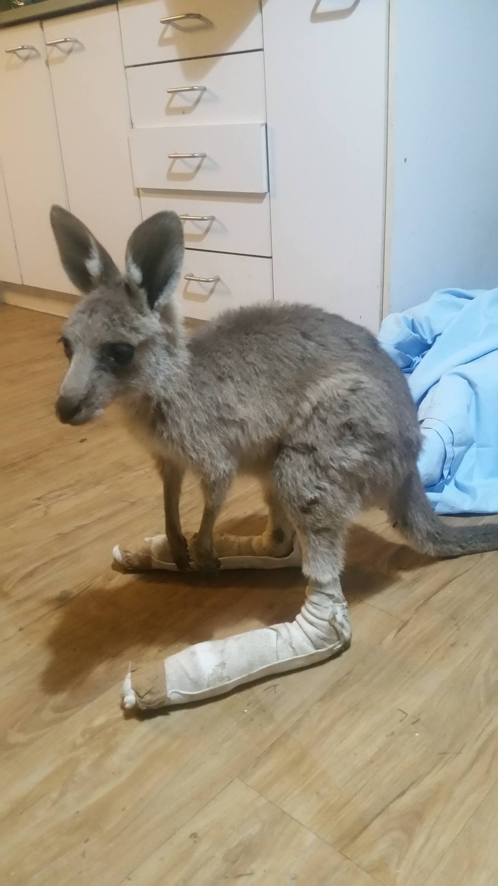 Australia Wildfires: Hundreds Of Injured Kangaroos Rescued