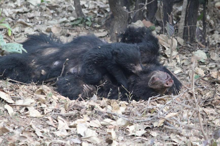 Sloth Bear Rescued After Mom Was Electrocuted