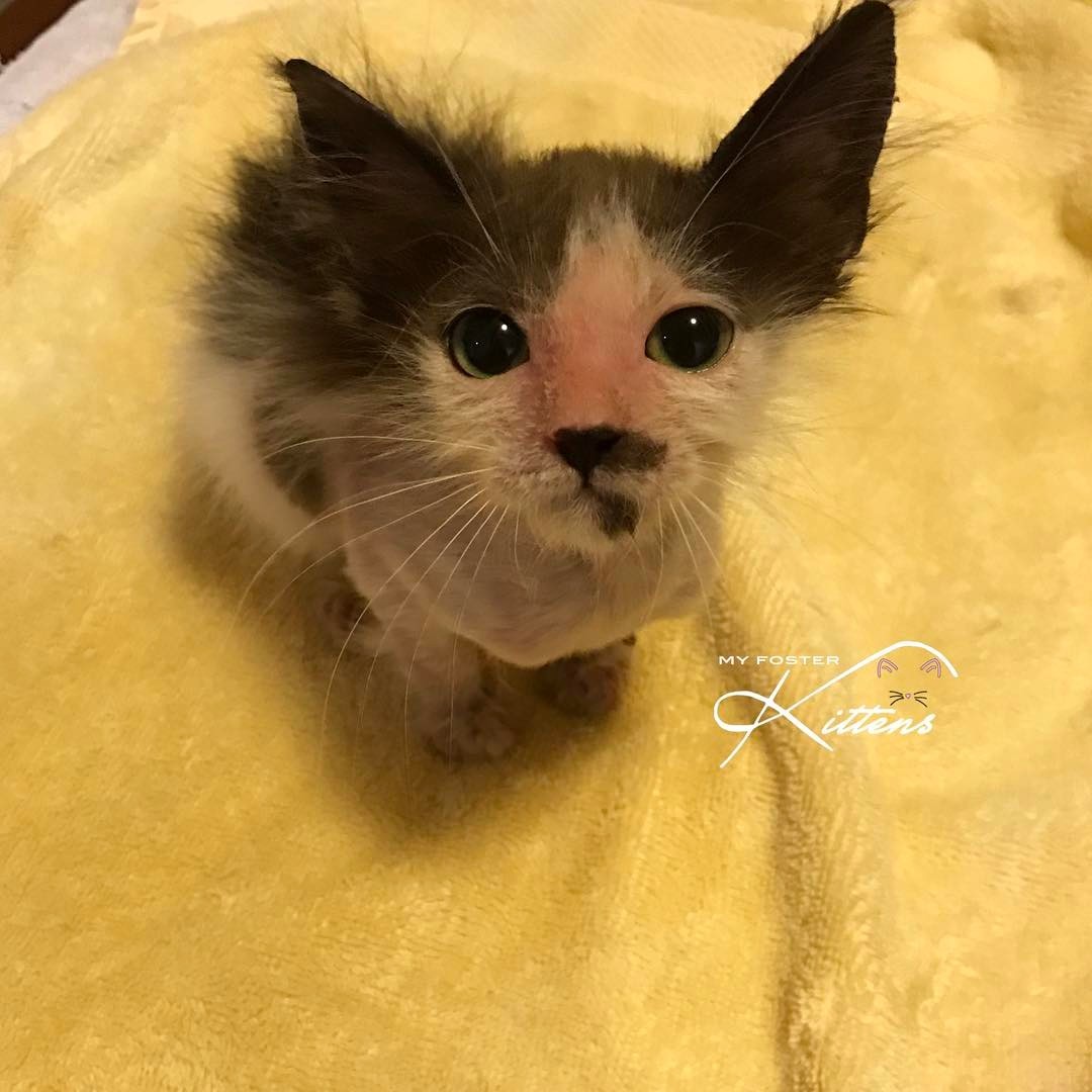 Sick Kitty Cat Carries Her Sick Kitten To A Hospital In Turkey, Medics