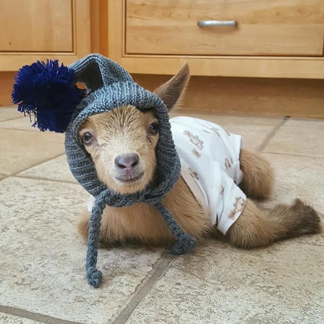 Goat Who Lost Horns Wears Hats While Healing