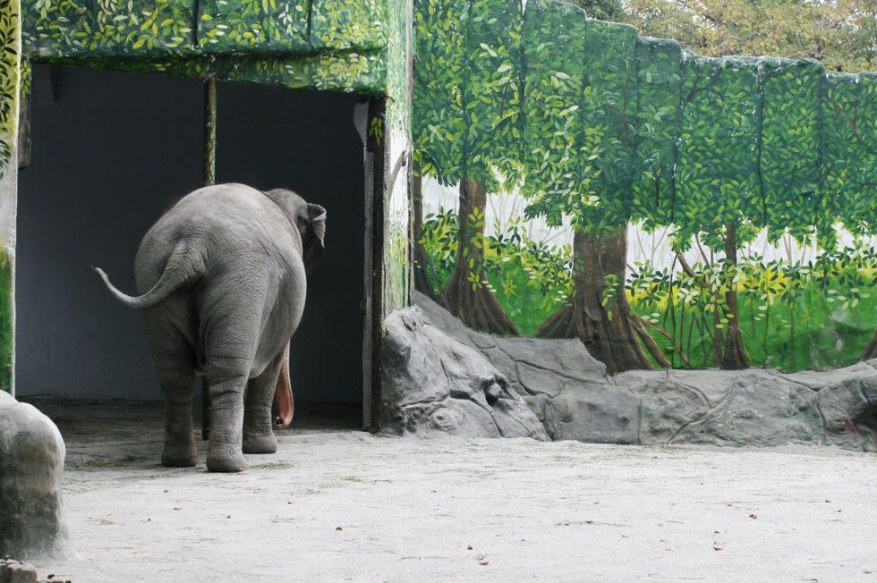 Mali The Elephant Has Lived Alone In Zoo For 40 Years