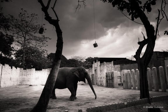 Mali The Elephant Has Lived Alone In Zoo For 40 Years