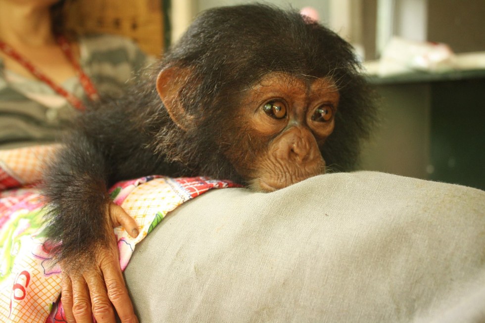 Baby Chimp Saved From Traffickers Thriving At Sanctuary