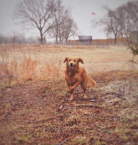 Dog Is Obsessed With Her Baby Goats