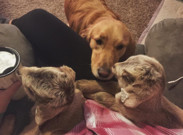 Dog Is Obsessed With Her Baby Goats