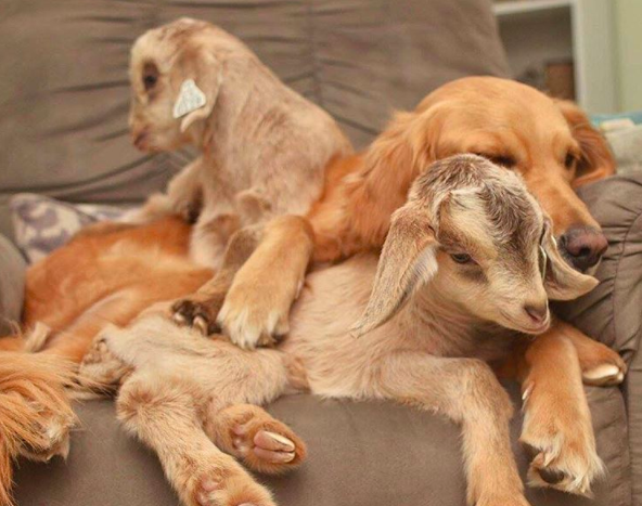 Dog Is Obsessed With Her Baby Goats