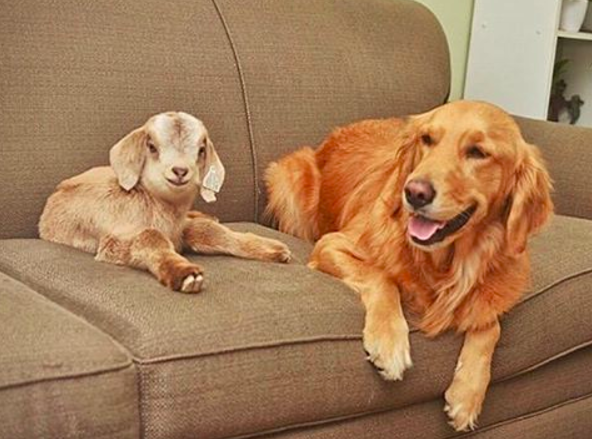 Dog Is Obsessed With Her Baby Goats