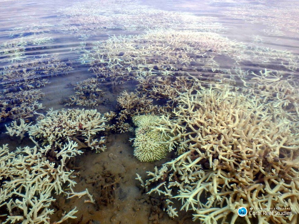 Great Barrier Reef Bleaching Kills Millions Of Sea Animals