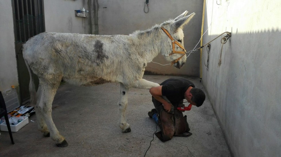 Donkey Seized From Owner After Collapse In Spanish Village