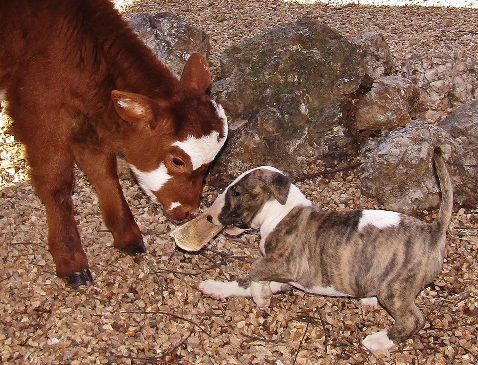 Miniature Cow Is Best Friends With All The Dogs