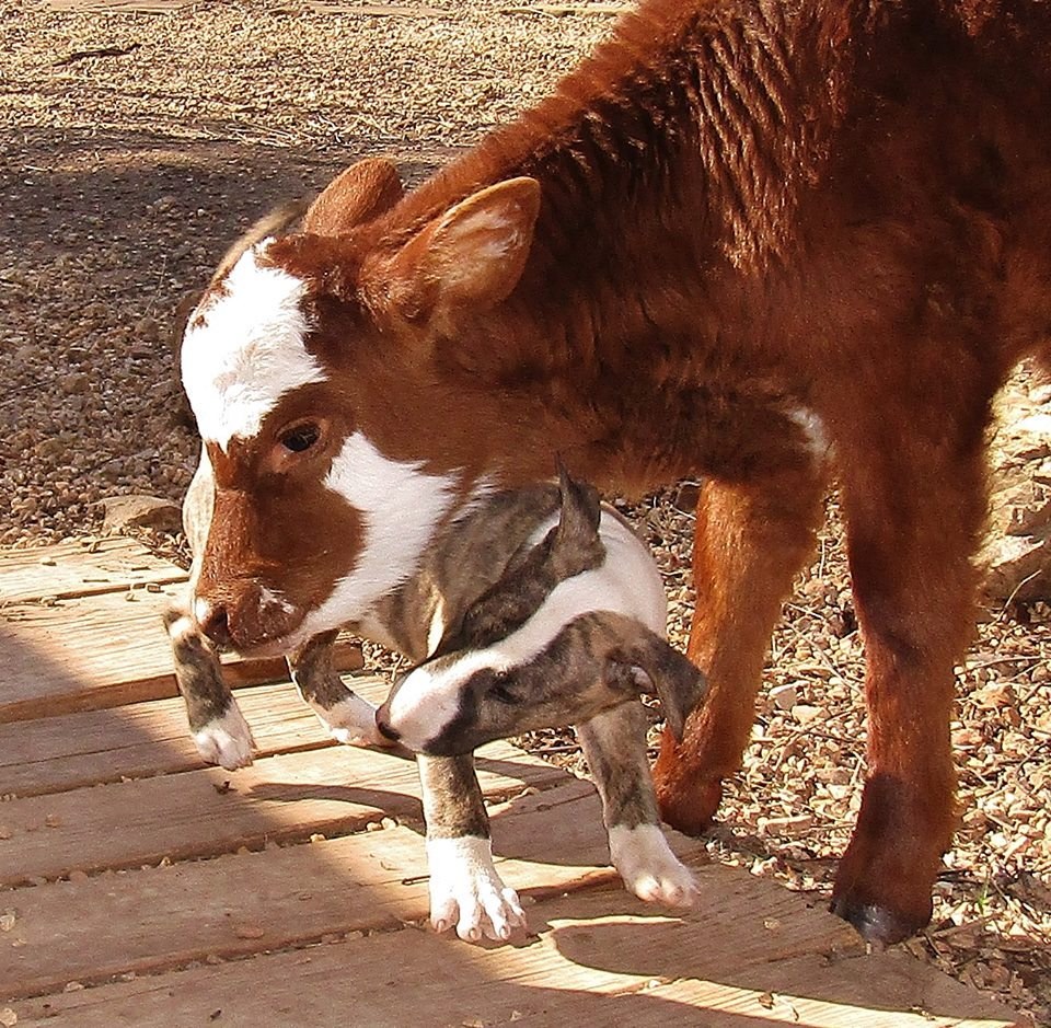 Miniature Cow Is Best Friends With All The Dogs