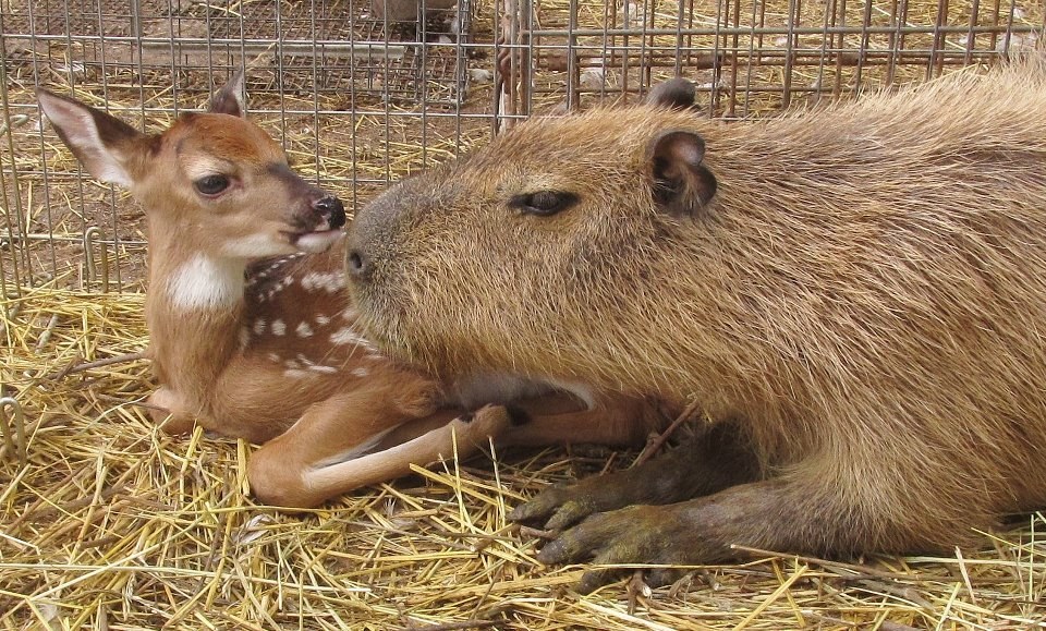 Capybara Is Friends With All Animals At Arkansas Sanctuary
