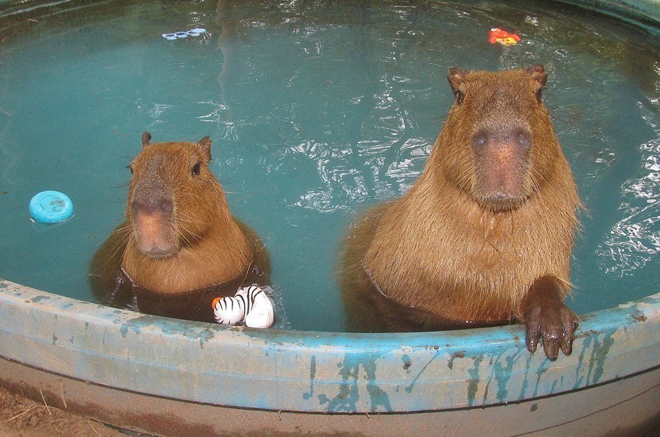 Capybara Is Friends With All Animals At Arkansas Sanctuary
