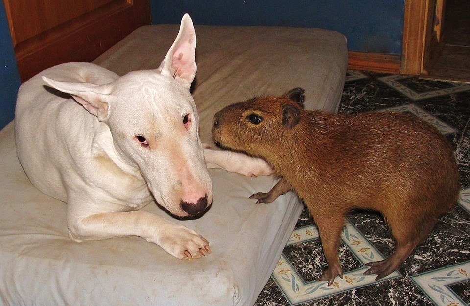Capybara Is Friends With All Animals At Arkansas Sanctuary