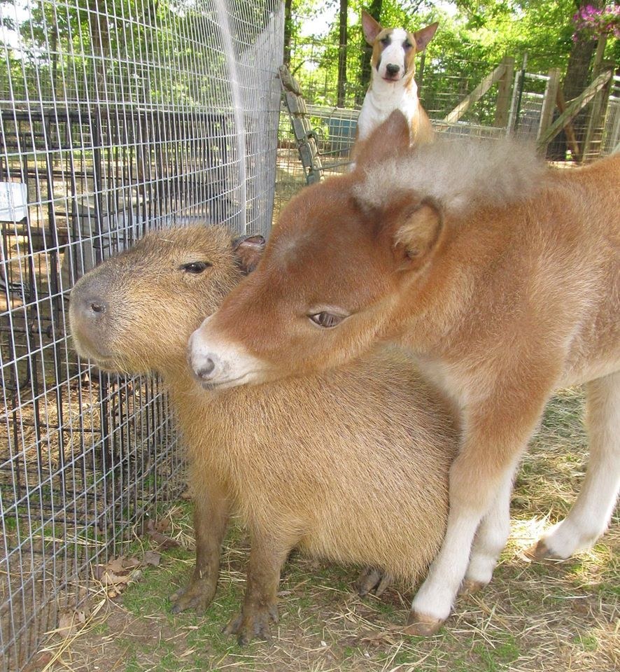 Capybara Is Friends With All Animals At Arkansas Sanctuary