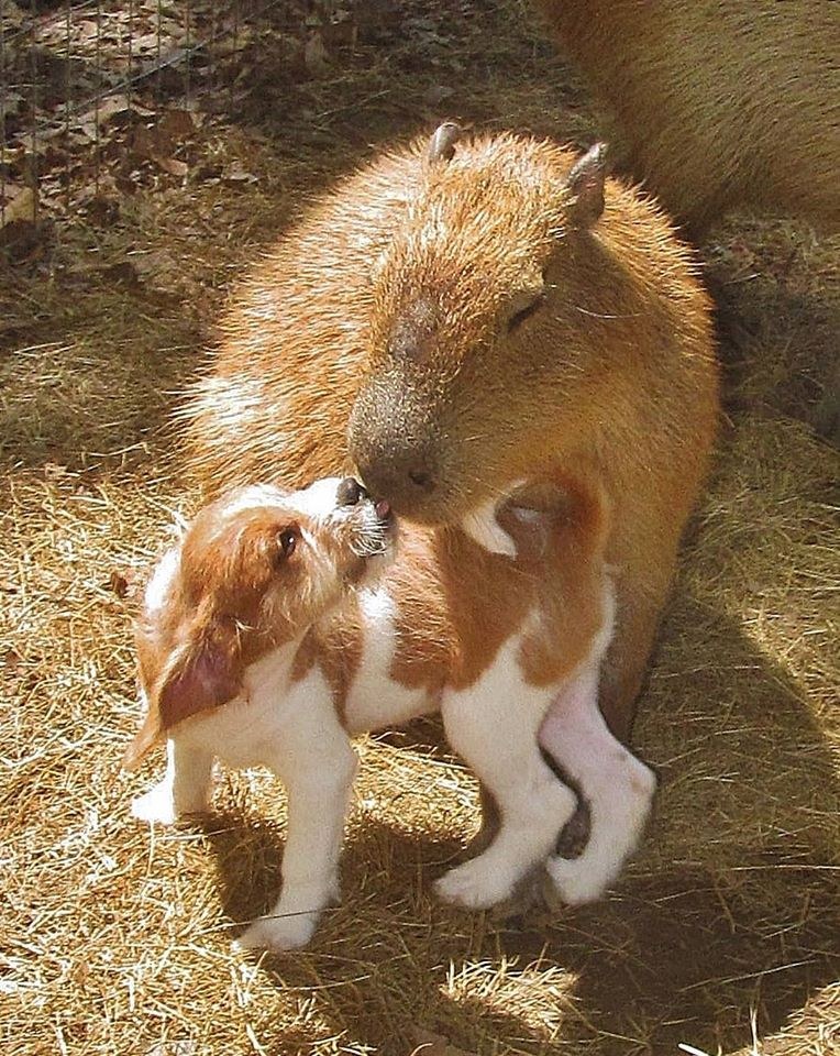 Capybara Is Friends With All Animals At Arkansas Sanctuary