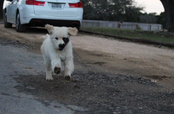 Puppy With Rare Genetic Mutation Is Just Like Any Other Dog