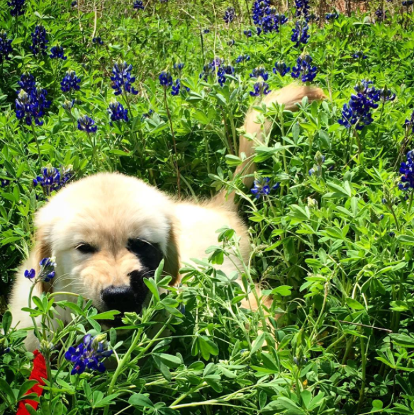 Puppy With Rare Genetic Mutation Is Just Like Any Other Dog