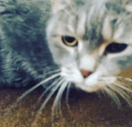 Bashful Cat Gif