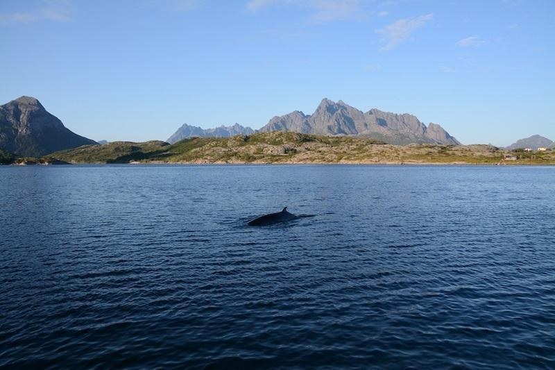 Norway Is About To Begin Controversial Whale Hunt
