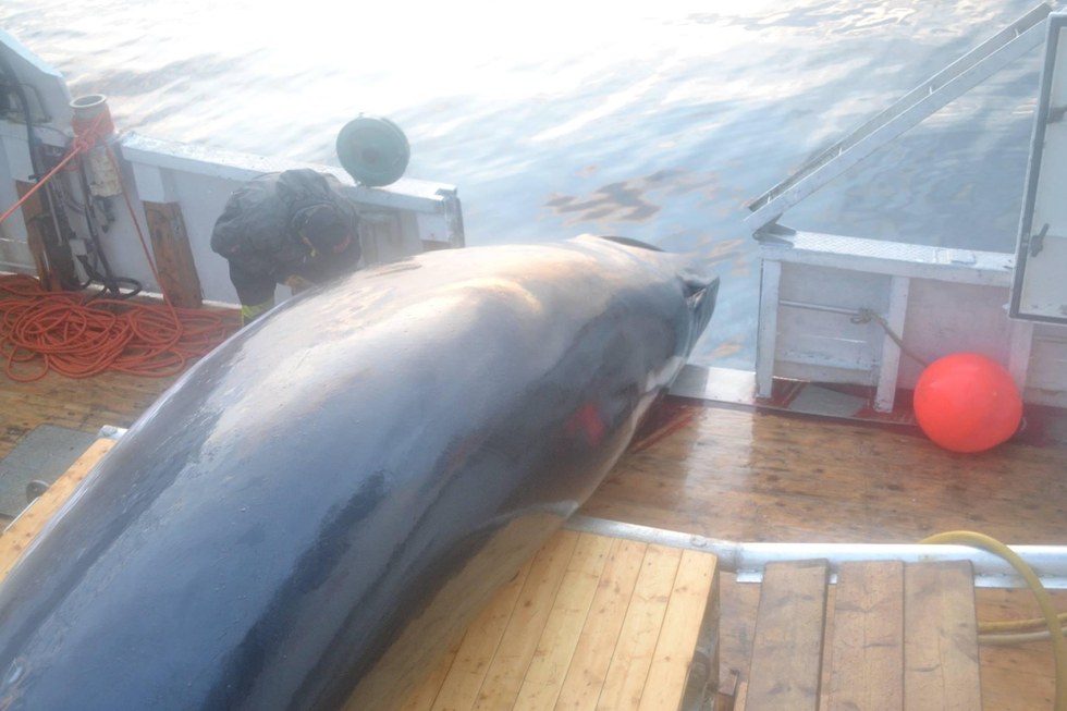 Norway Is About To Begin Controversial Whale Hunt