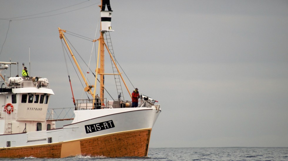 Norway Is About To Begin Controversial Whale Hunt