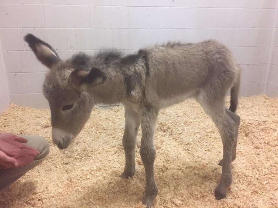 Baby Donkey Was Rescued In Arizona
