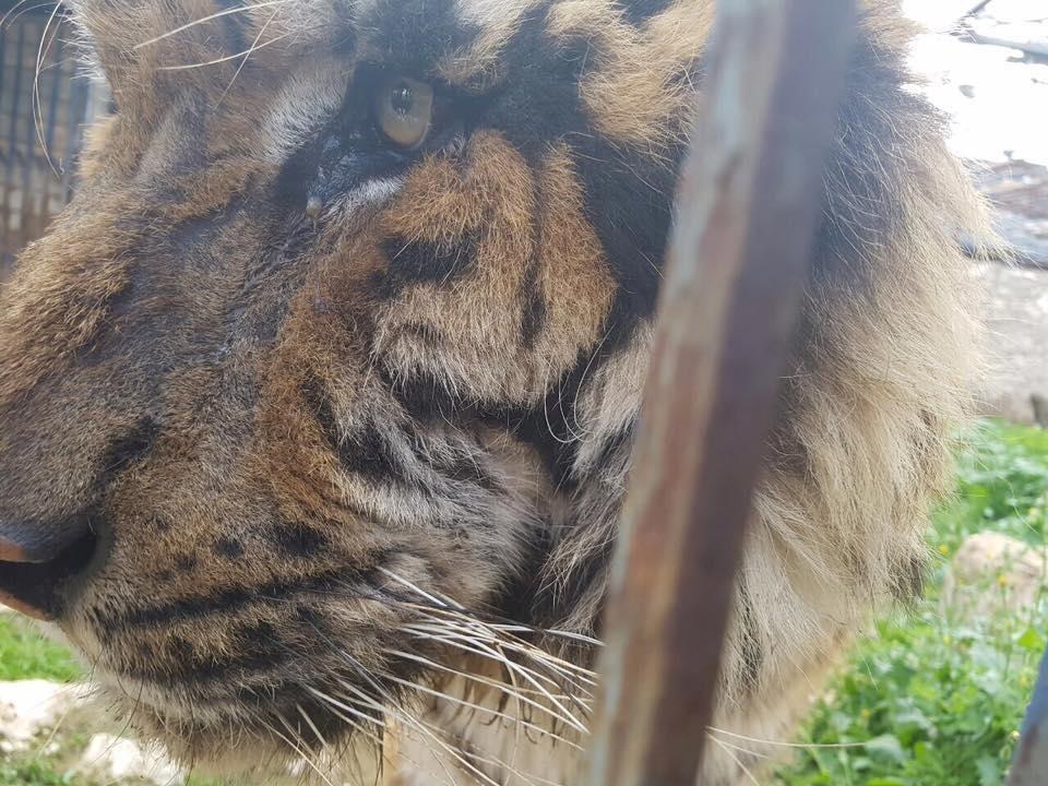 Tigers, Bears, Monkeys Are Starving In Zoo In Aleppo, Syria