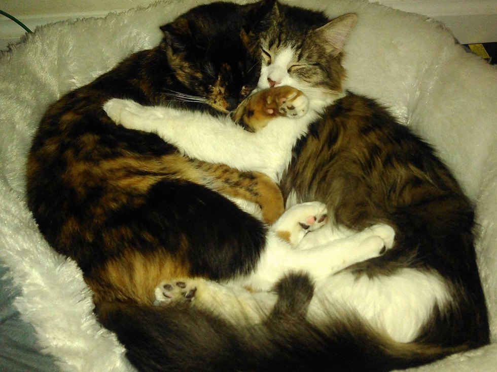 Bonded Cats Never Stop Cuddling At Shelter, Two Hours After Waiting ...